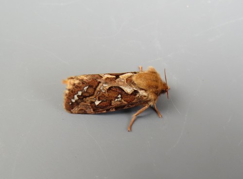 Moths by Month - East Scotland Branch - Butterfly ConservationE