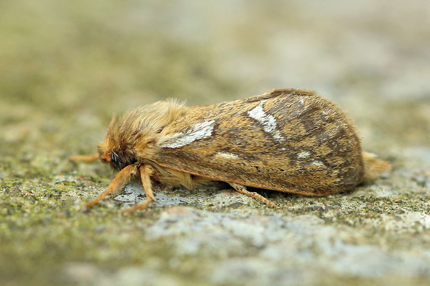 Moths by Month - East Scotland Branch - Butterfly ConservationE